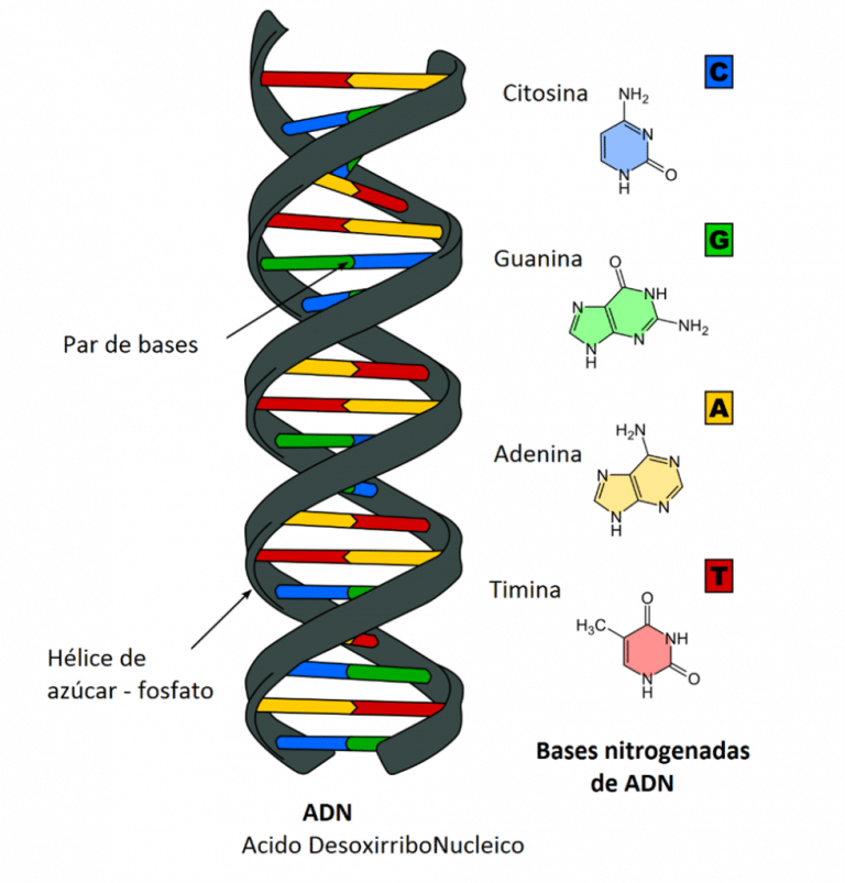 ¿Cómo interpretar los resultados de SNPedia? | ADNTRO
