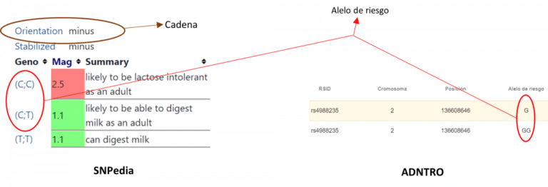 How to interpret SNPedia results | ADNTRO