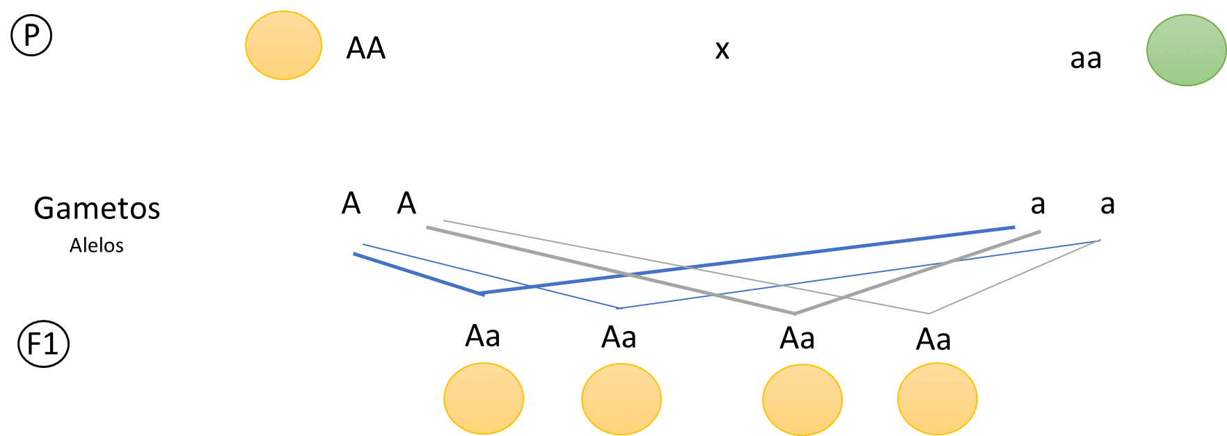 【Las leyes de Mendel y su importancia】 | ADNTRO