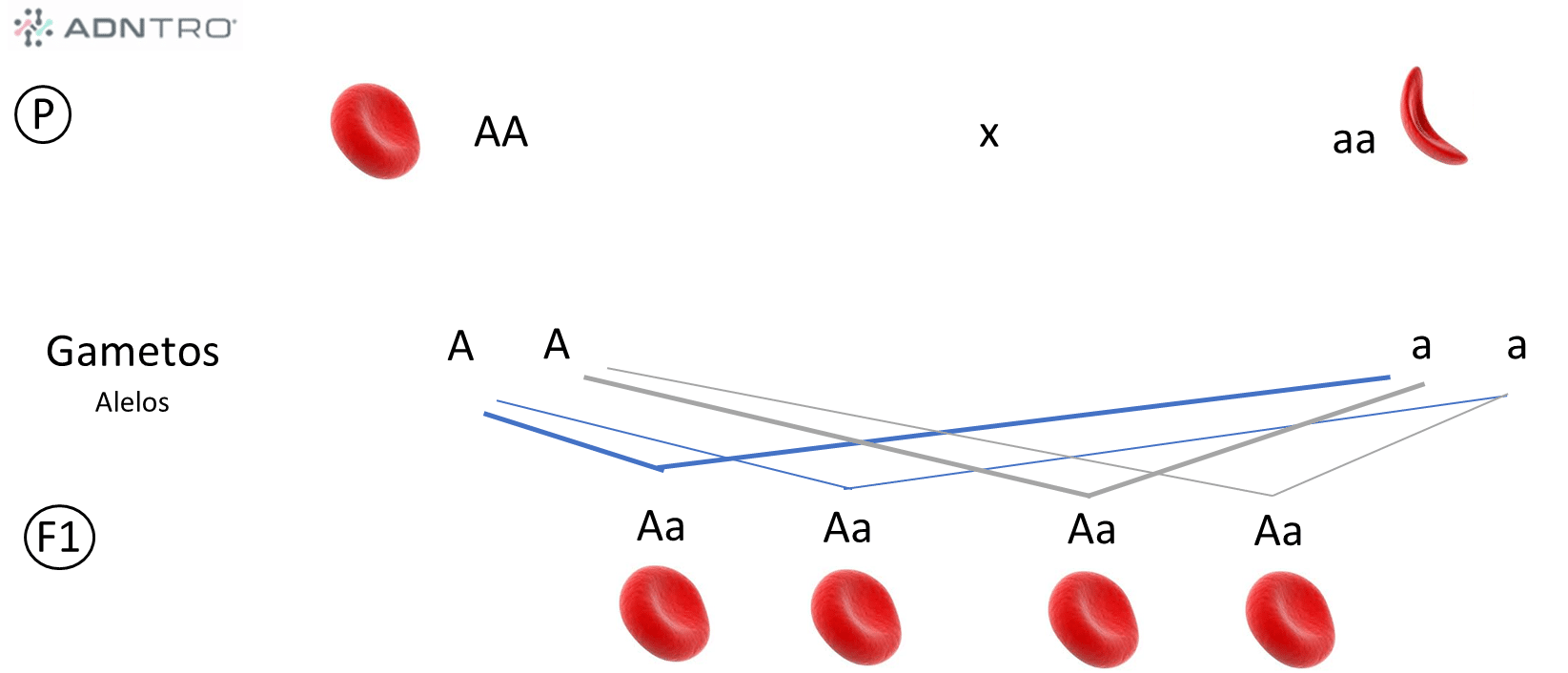 Mendel's Laws of Inheritance: A Guide | ADNTRO