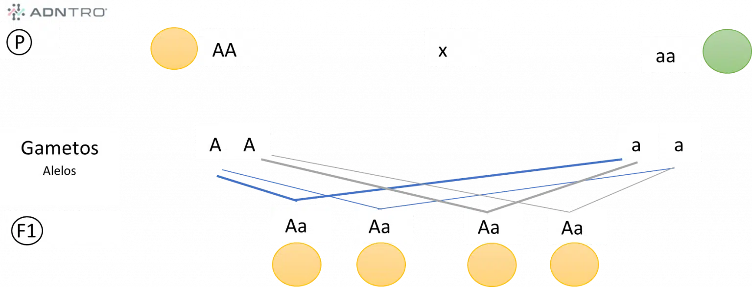 Mendel's Laws of Inheritance: A Guide | ADNTRO