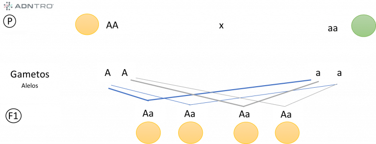 Mendel's Laws of Inheritance: A Guide | ADNTRO