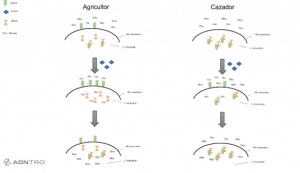 Do you have hunter or farmer genetic variants?