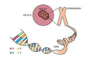 ¿Sabes qué es el ADN y sus funciones y estructura?