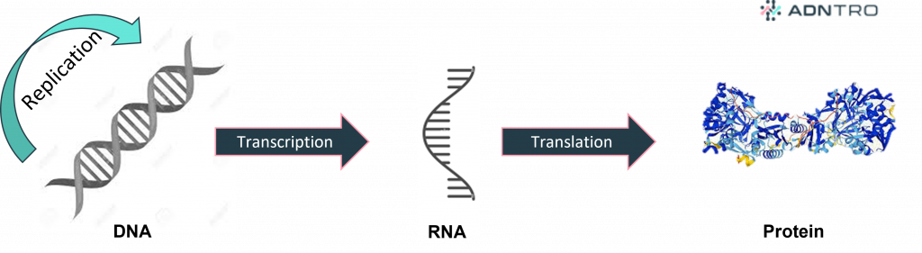 DNA replication, transcription and translation