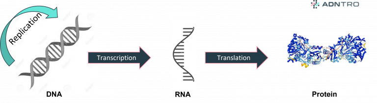 DNA replication, transcription and translation