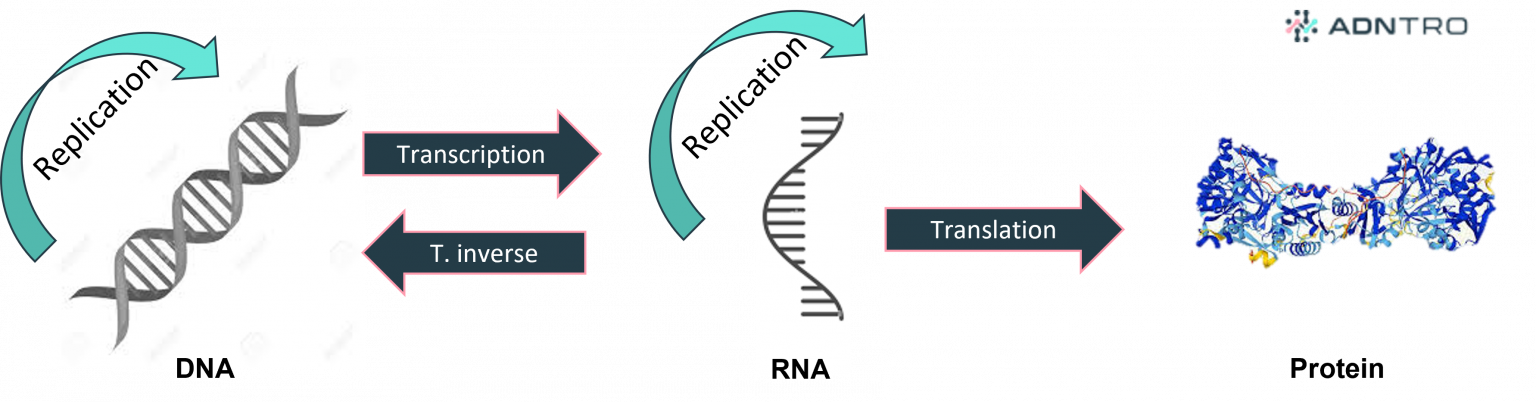 DNA replication, transcription and translation