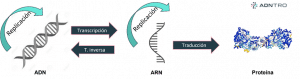 Replicación, transcripción y traducción del ADN
